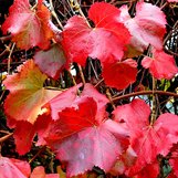 Vitis 'Roger's Red' | Vitis californica x vinifera 'Rogers Red' | Roger ...