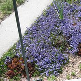 Veronica liwanensis | Veronica 'Liwanensis' | Veronica liewanensis ...