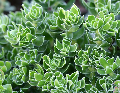 Crassula dejecta | plant lust