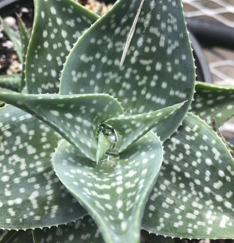 Aloe 'Cha-Cha' | | plant lust