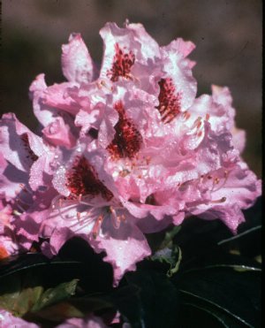 Rhododendron 'Blue Peter' | | plant lust