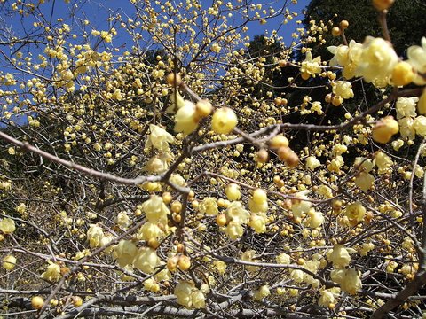 Chimonanthus praecox | Chimonanthus fragrans | Fragrant Wintersweet ...