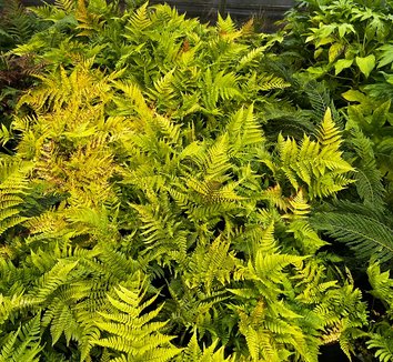 Dryopteris from multiple nurseries on Plant Lust