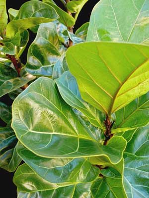 Ficus lyrata 'Little Fiddle' | Fiddle-Leaf Fig | Little Fiddle Fig ...
