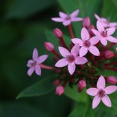 Pentas lanceolata 'Ruby Glow' | plant lust