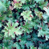 Heuchera 'Sashay' | Sashay Alum Root | Sashay Coral Bells | plant lust