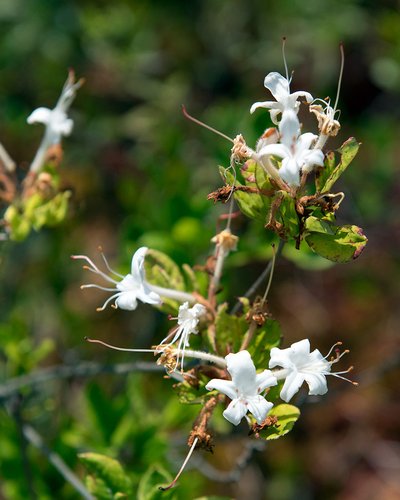 Swamp Azalea | Azalea viscosum | plant lust