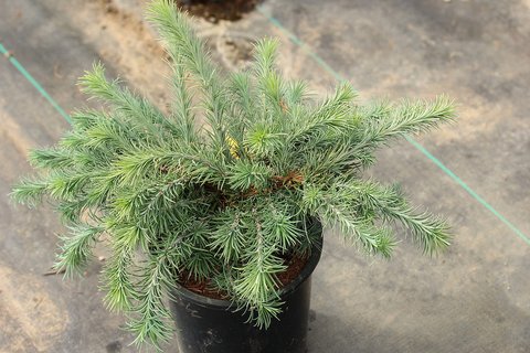 Larix kaempferi 'Blue Dwarf' | Blue Dwarf Japanese Larch | plant lust