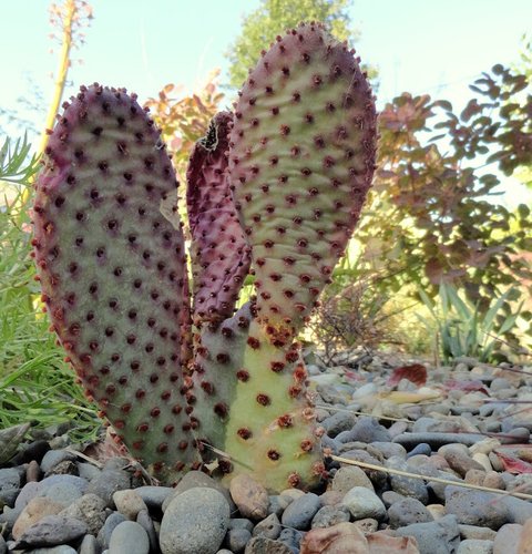 Opuntia basilaris 'Sara's Compact' | Beaver Tail Cactus | Sara's ...