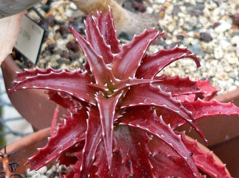 Aloe dorotheae [Crimson] | Aloe dorotheae 'Crimson' | plant lust
