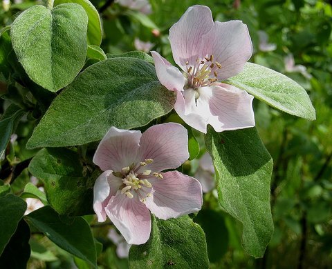 Cydonia oblonga | Cydonia vulgaris | Fruiting Quince | plant lust