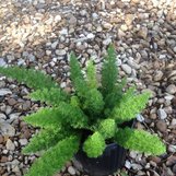 Asparagus densiflorus 'Myersii' | Asparagus meyeri | Foxtail Fern ...
