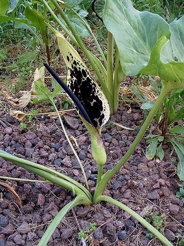 Arum palaestinum | Arum palestinum | Black Calla Lily | Solomon's Lily ...