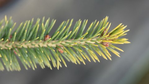 Picea glauca 'Limmony' | Limmony White Spruce | plant lust