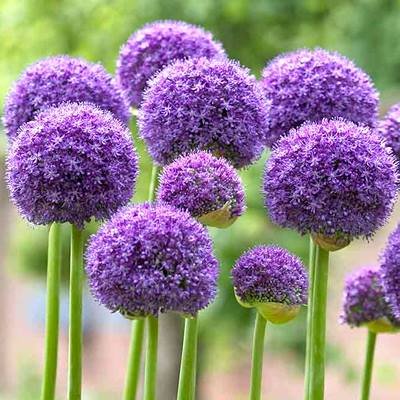 Allium 'Gladiator' | plant lust