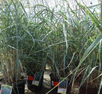 Panicum from multiple nurseries on Plant Lust