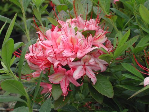 Lollipop Deciduous Azalea | Azalea 'Weston's Lollipop' | Azalea x ...