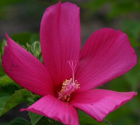 Hibiscus 'Raspberry Rose' | Raspberry Rose Mallow | plant lust