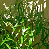 Homalocladium platycladum | Centipede Plant | Ribbon Bush | Ribbon ...