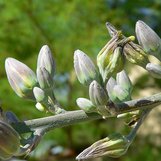 Hesperaloe funifera | Yucca funifera | Giant Hesperaloe | New Mexico ...