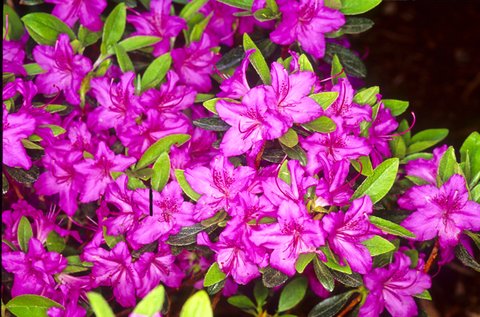 Helen Azalea | Azalea 'Helen' | plant lust