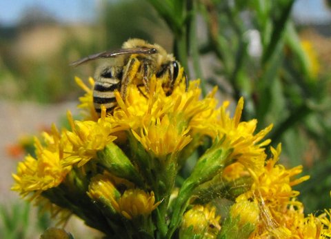 Euthamia occidentalis | Western Goldenrod | Western Goldentop | plant lust