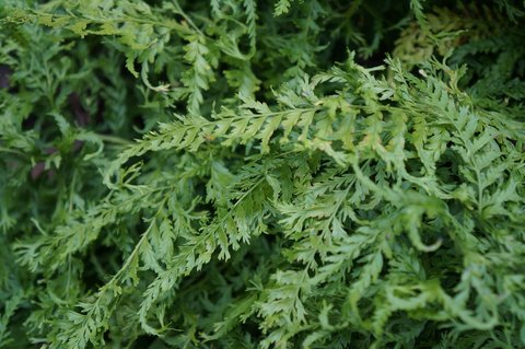 Microlepia strigosa f. crispa 'Shishi' | Dennstaedtia strigosa ...
