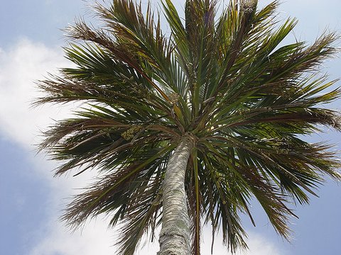 Howea belmoreana | Belmore Sentry Palm | Curly Palm | plant lust