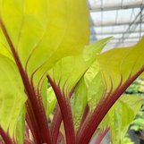 Hosta 'Lemon Snap' | | plant lust