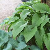 Hosta 'Jade Cascade' | | plant lust