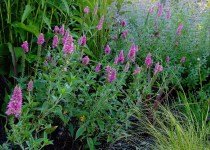 Veronica First Love PP21478 | Veronica 'First Love' | First Love ...