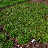 Veronica 'Whitewater' PP22783 | Whitewater Prostrate Speedwell | plant lust