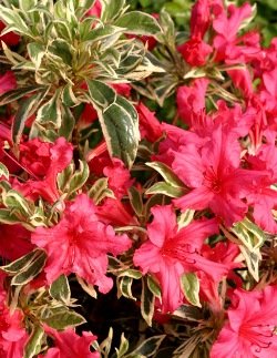 Bollywood® Azalea PP22209 | Rhododendron Bollywood™ 'Farrow ...