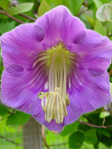 Cobaea scandens | Cathedral Bells | Cup and Saucer Vine | Mexican Ivy ...