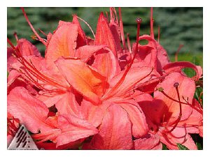 Weston's Popsicle Azalea | Azalea 'Weston's Popsicle' | plant lust