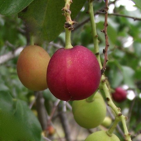 Prunus ilicifolia ssp. lyonii | Catalina Cherry | plant lust