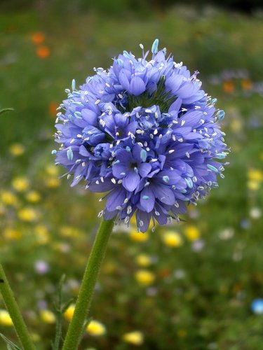 Gilia capitata | Blue Thimble Flower | plant lust
