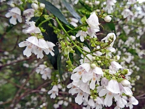 Prostanthera lasianthos | Victorian Christmas Bush | plant lust