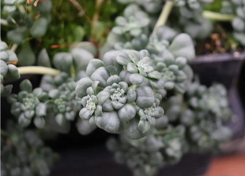 Sedum spathifolium 24.043b [red & grey] | Broadleaf Stonecrop | plant lust