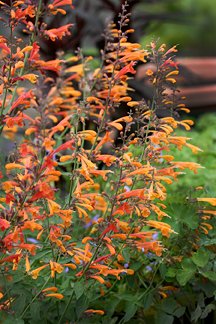 Agastache Coronado® | Agastache aurantiaca 'Coronado' | Agastache ...