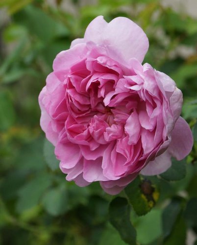 Rosa Charles Rennie Mackintosh | Rosa 'Charles Rennie Mackintosh ...