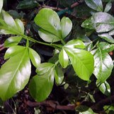 Citremon | Citrus 'Citremon' | Hybrid Poncirus and Meyer Lemon | plant lust