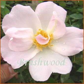 Rosa Morning Magic™ PP19433 | Rosa 'Morning Magic' | Morning Magic ...