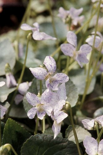 Viola sororia 'Freckles' | Viola 'Freckles' | Viola cucculata 'Freckles ...