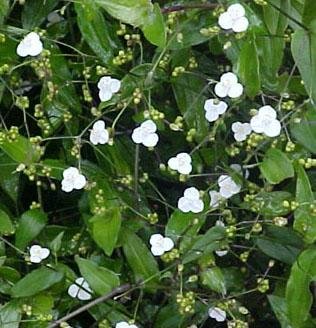 Gibasis geniculata | Tradescantia geniculata | Tahitian Bridal Veil ...