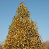 Platanus x acerifolia Exclamation!™ | Platanus acerifolia 'Exclamation ...