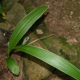 Bletilla striata 'Albostriata' | Bletilla striata 'Variegata' [Magenta ...