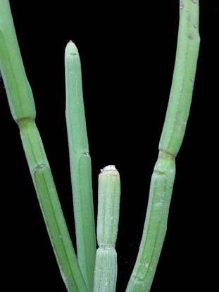 Euphorbia phosphorea | plant lust