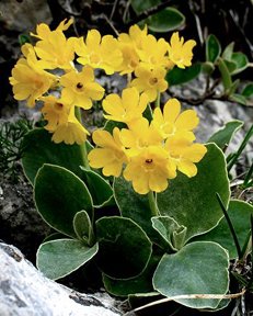 Primula auricula ssp. bauhinii | Primula auricula var. bauhinii ...