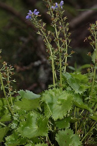 Synthyris missurica ssp. stellata | Veronica missurica ssp. stellata ...